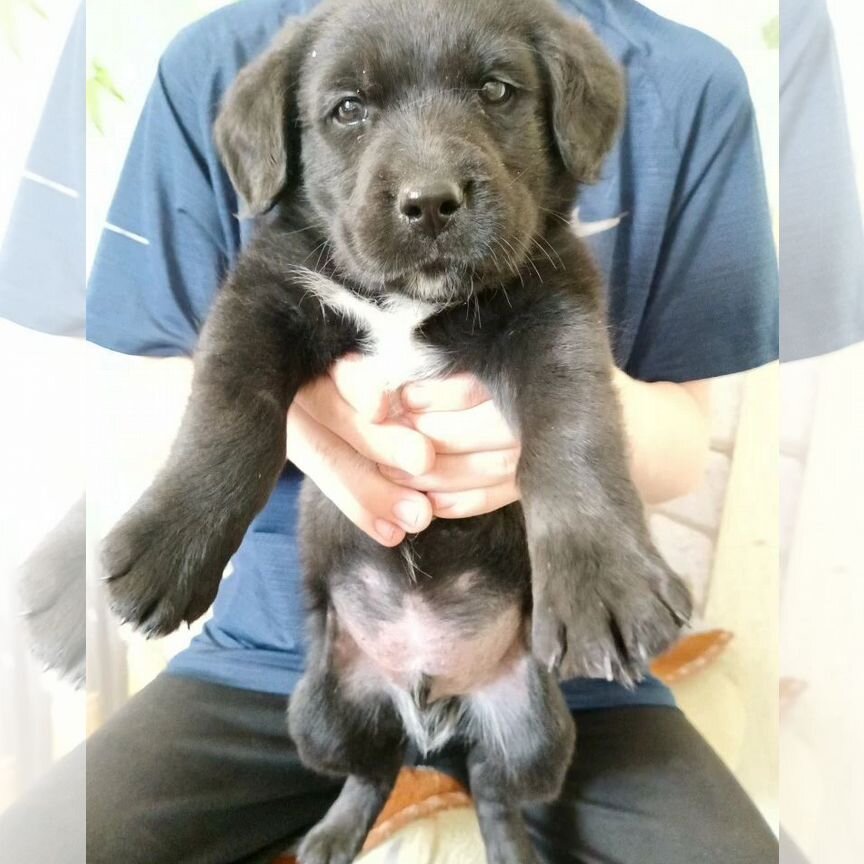 Золотистый ретривер, щенок