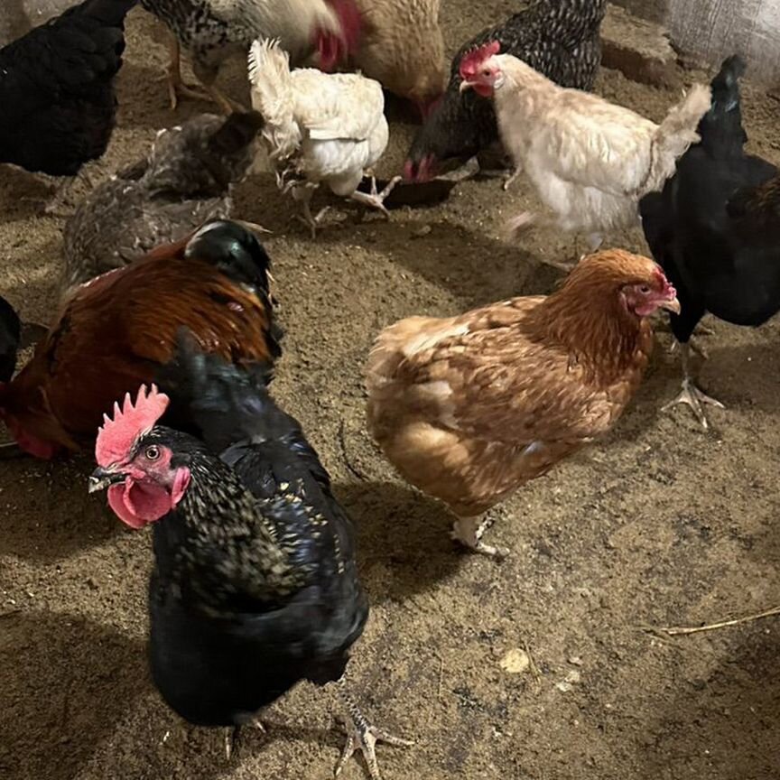 Продажа петухов