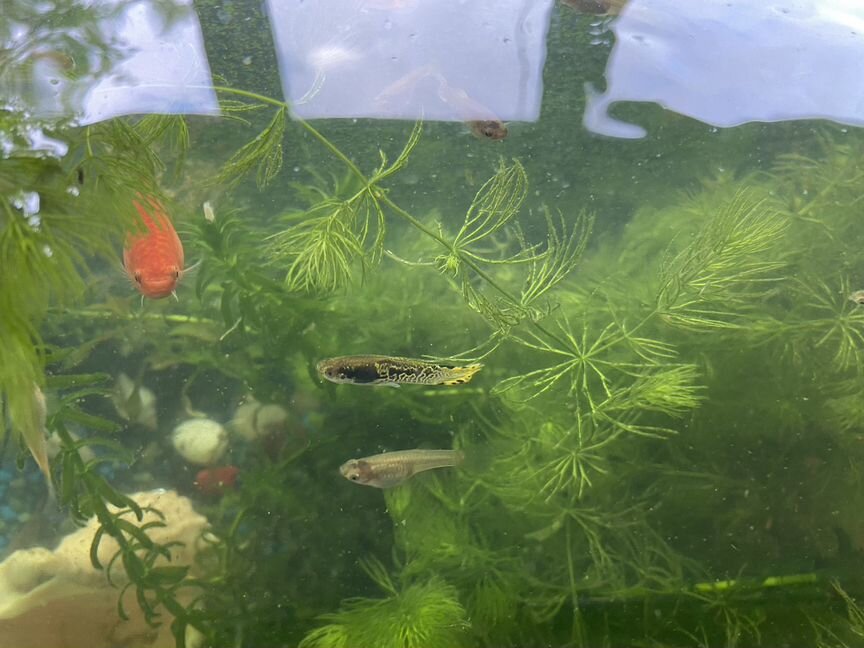 Гуппи тигровые