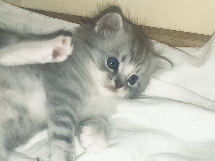 Продаю в хорошие руки британских котят