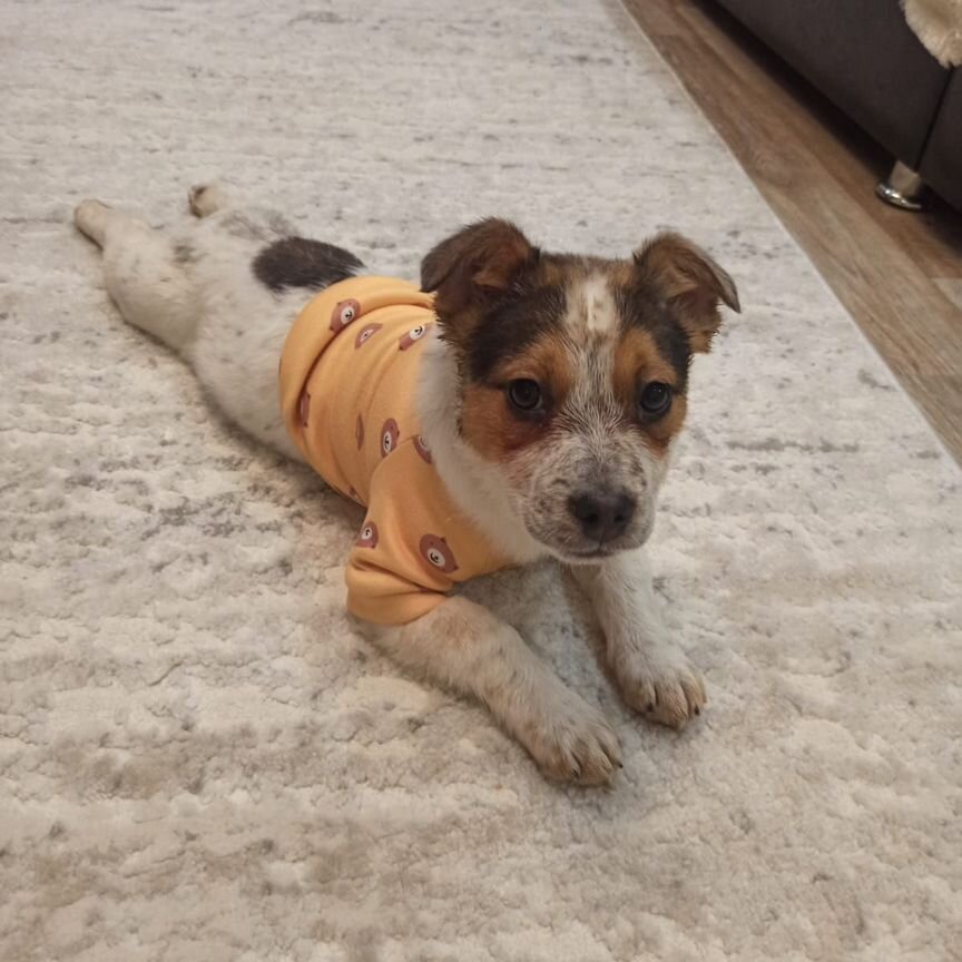 Отдам щенка в добрые руки