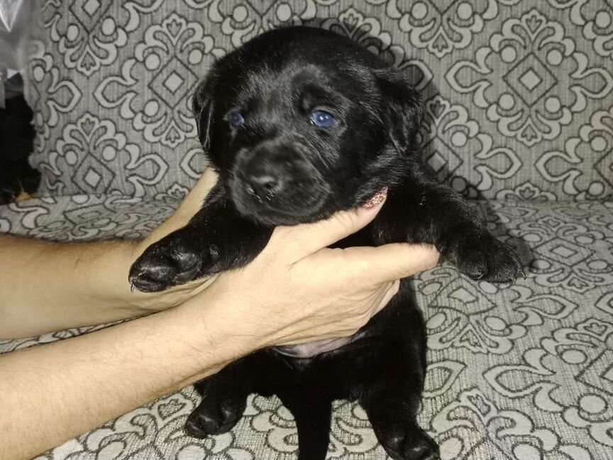 Продаю алиментного щенка
