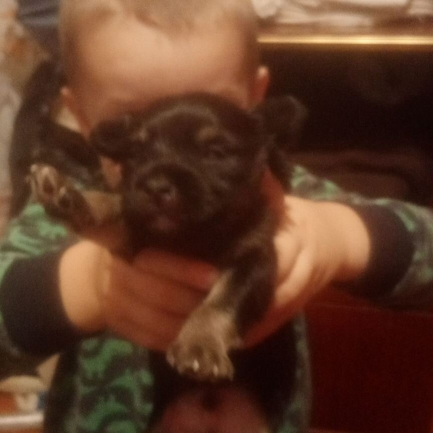 Продам,Тор-терьер