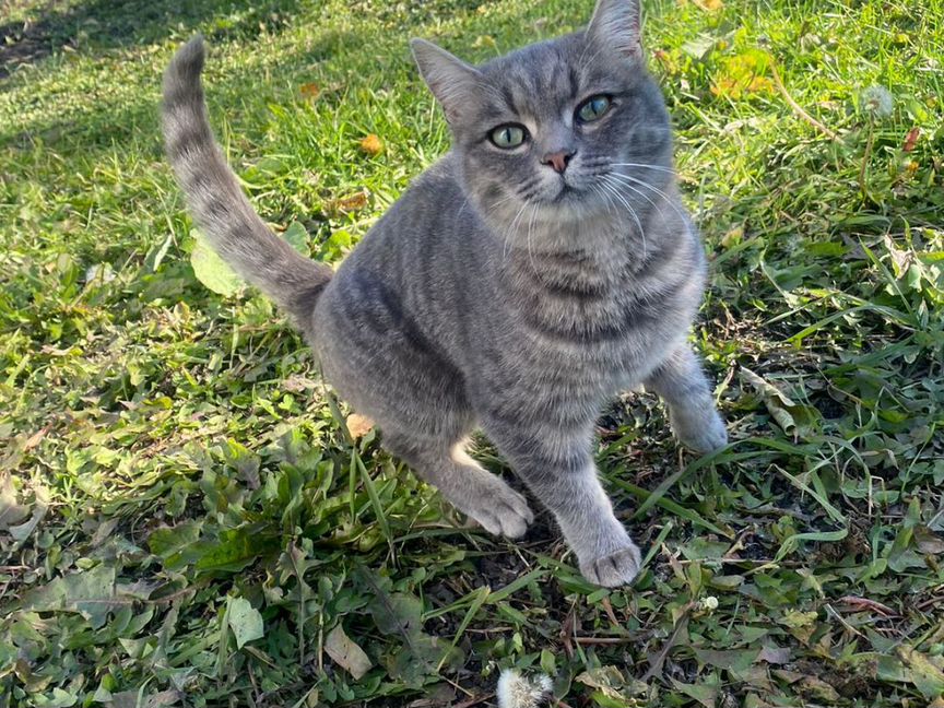 Кошка совсем молоденькая пропадает на дачах