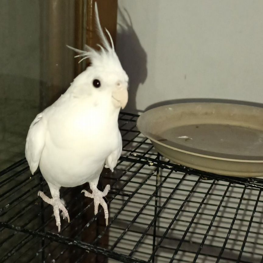 Взрослый попугай корелла мальчик с клеткой