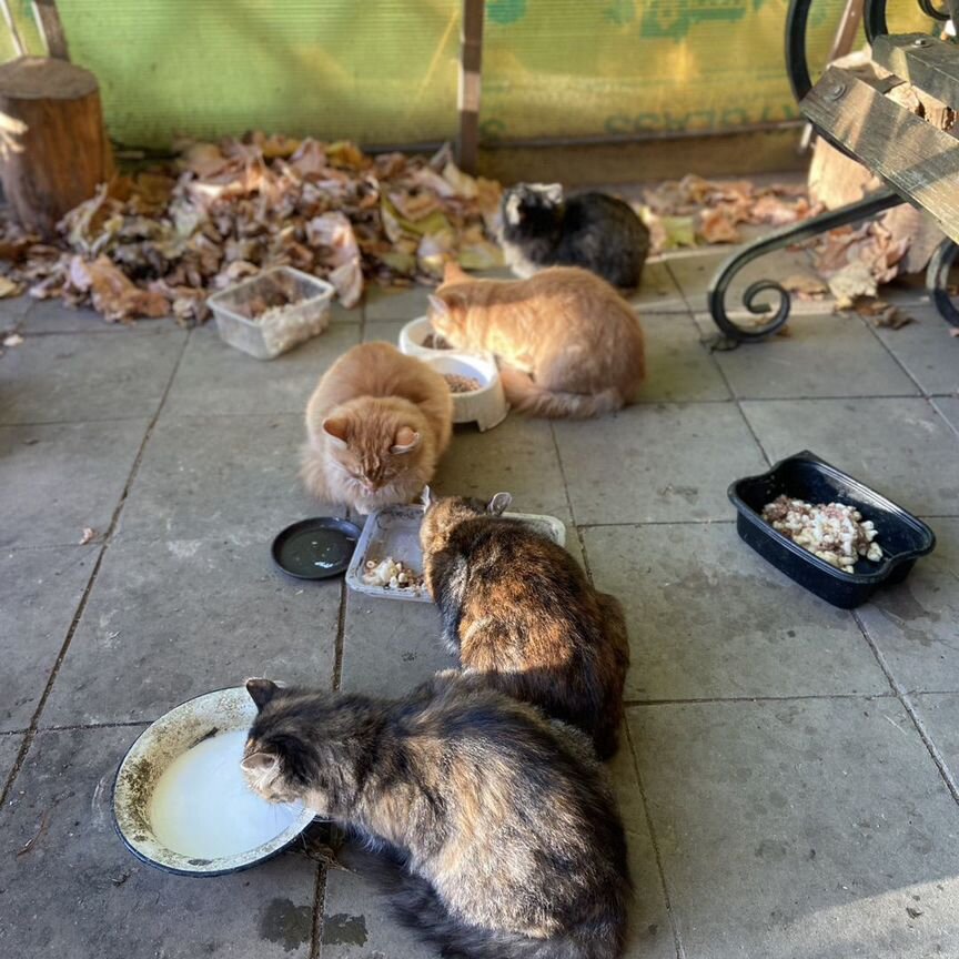 Котята в добрые руки