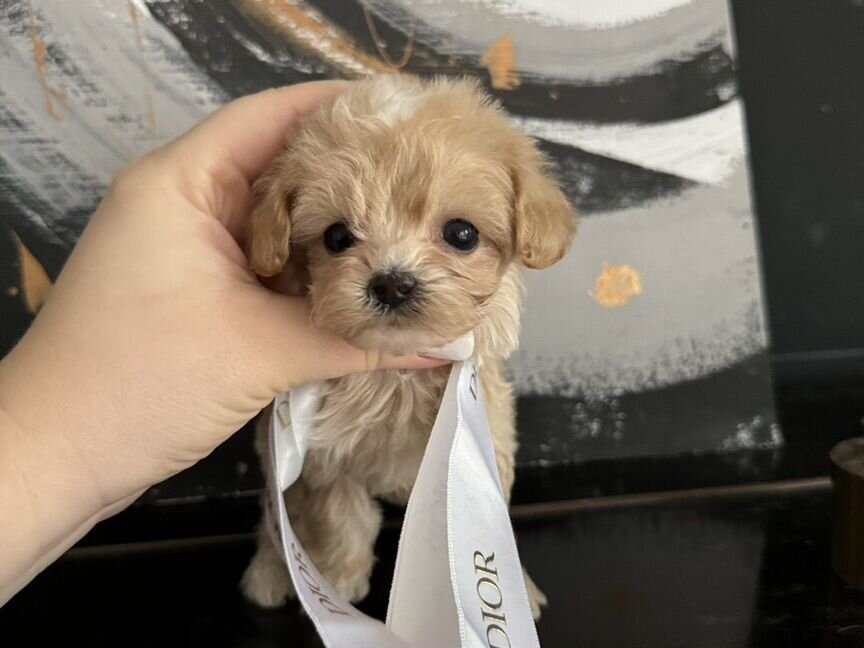Maltipoo Бафи mini f1