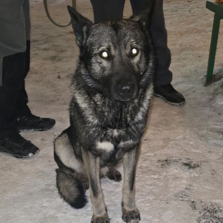 Взрослый пёс в добрые руки