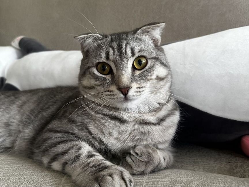 Кот 8 месяцев