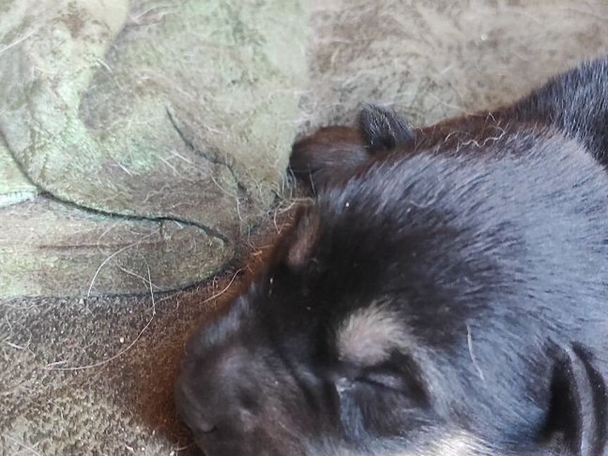 Щенки ищут добрые руки