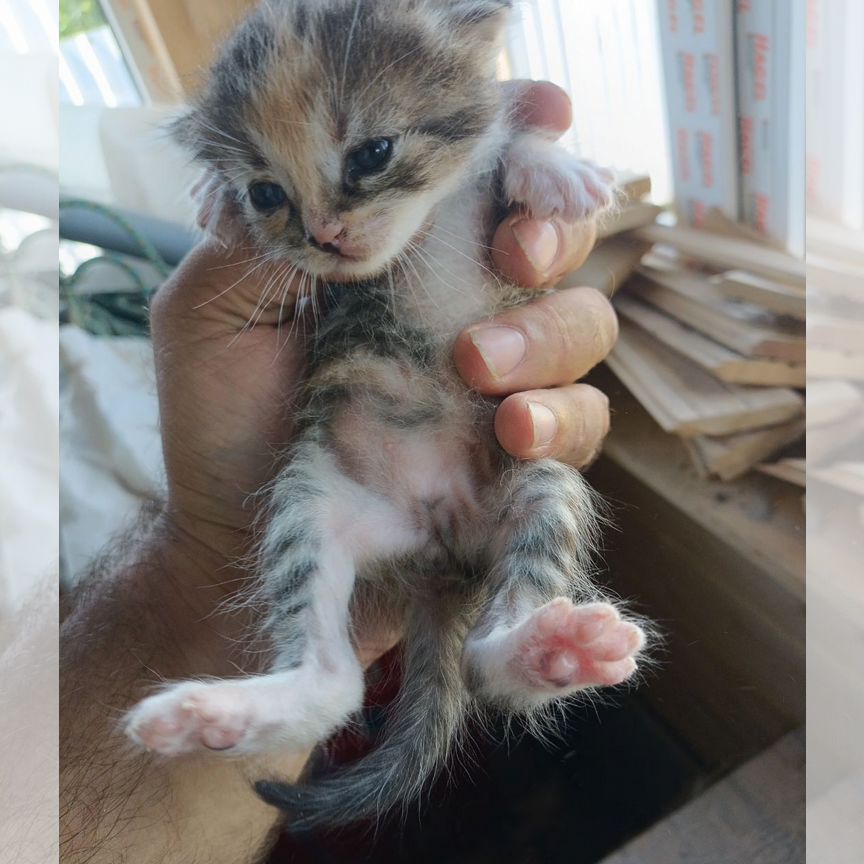 Котёнок в добрые руки