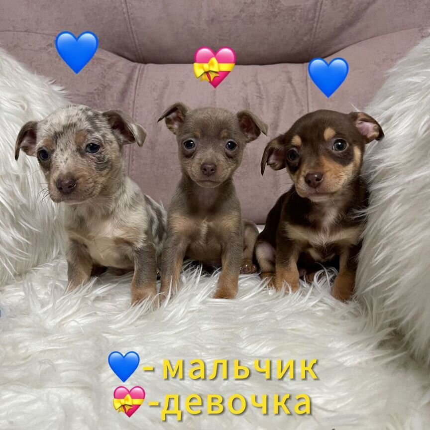 Щенки той-терьера