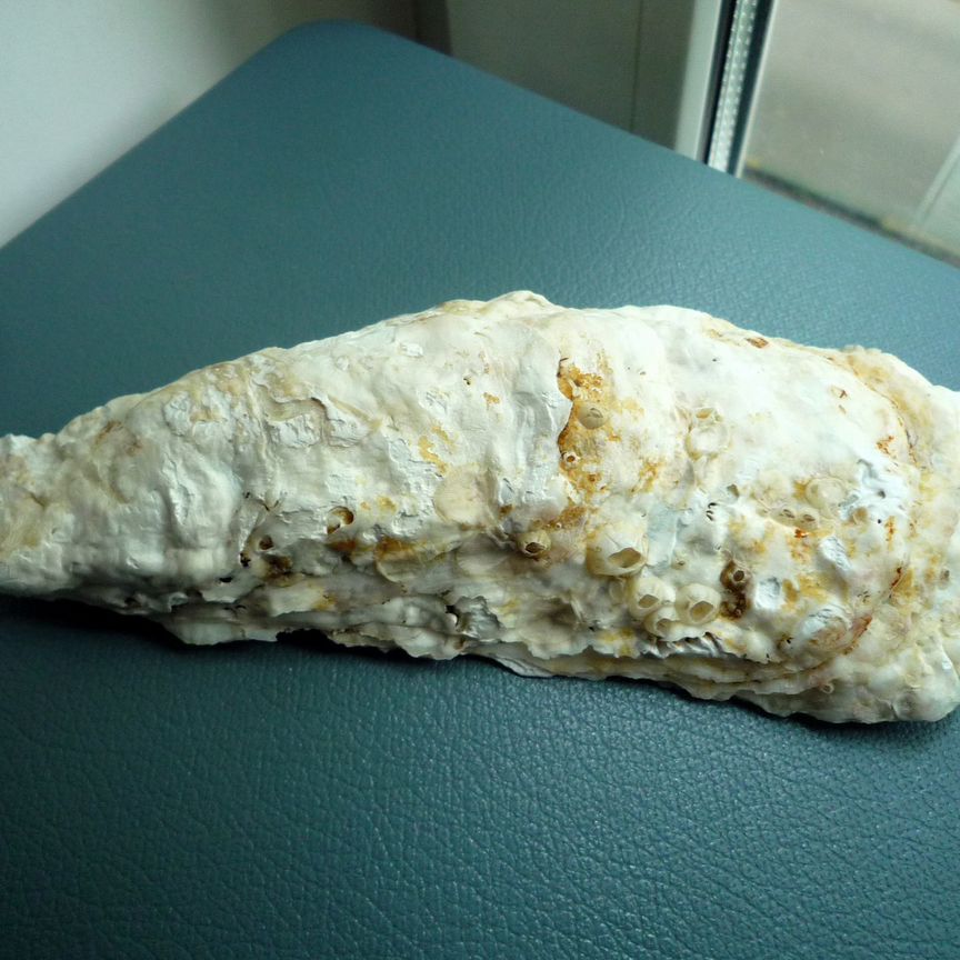 Створка/раковина от устрицы большая