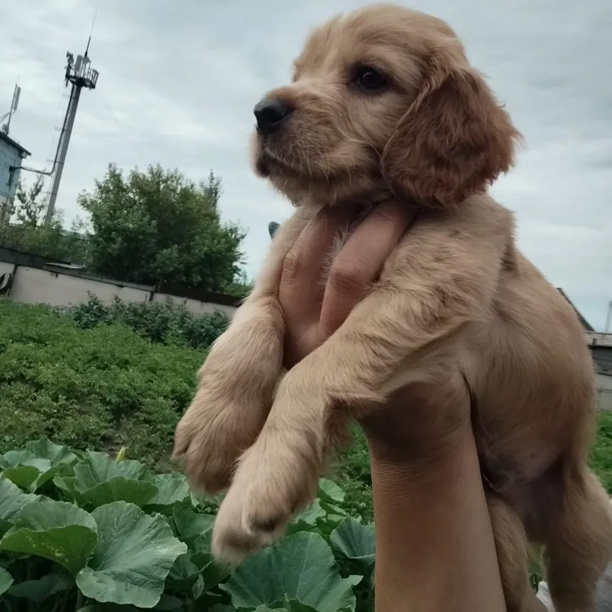 Английский кокер спаниель