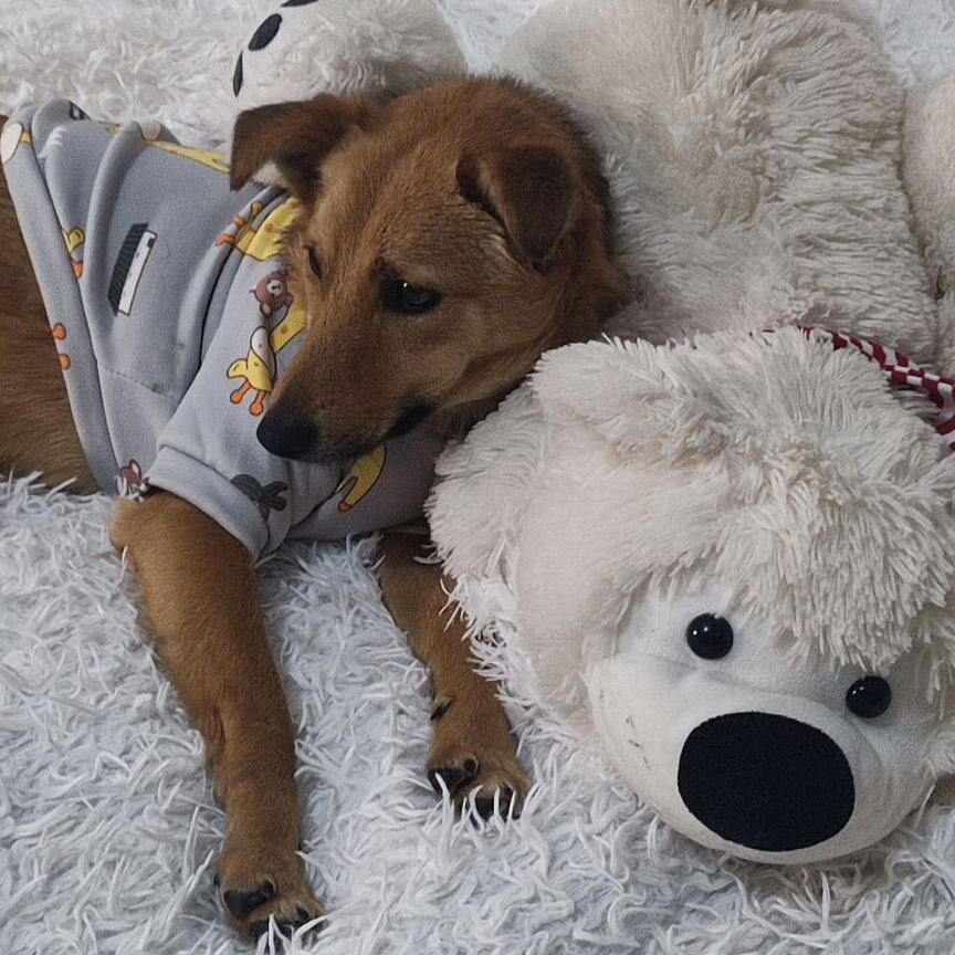 Взрослая собака в добрые руки