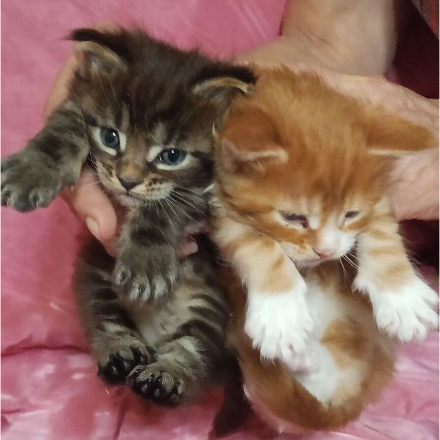 Мейн-кун котёнок