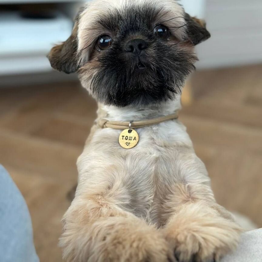 Ши-тцу в добрые руки