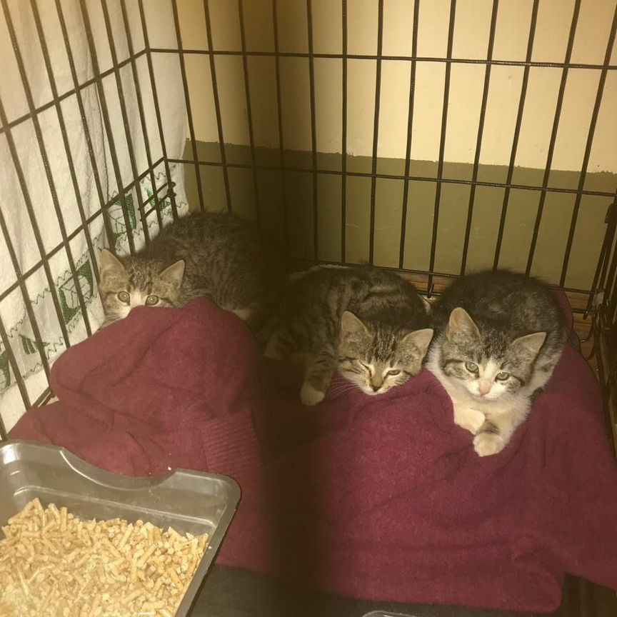 Котята в добрые руки