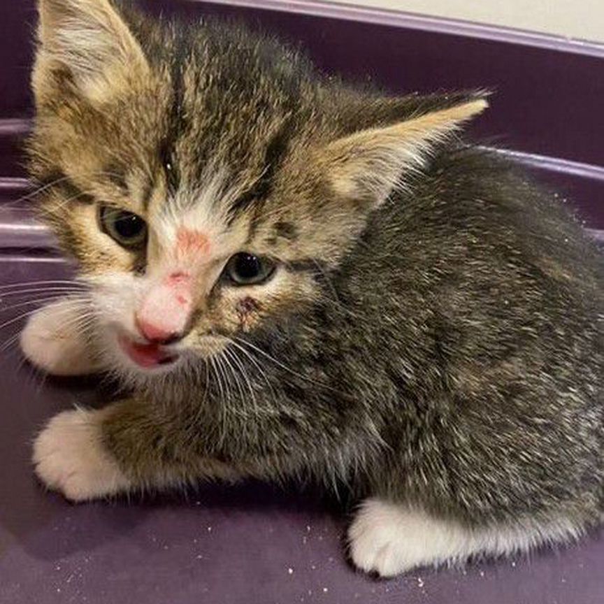 Котёнок 1,5 мес