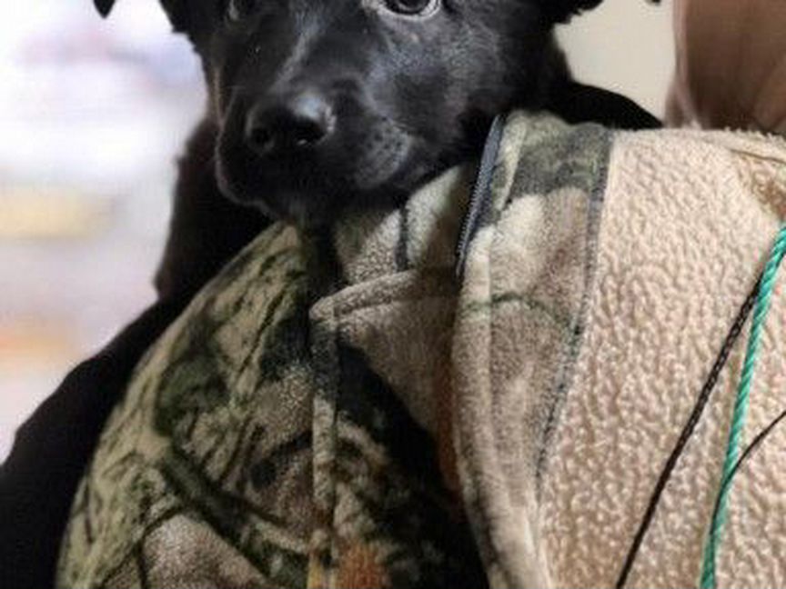 Черный щенок Джерри