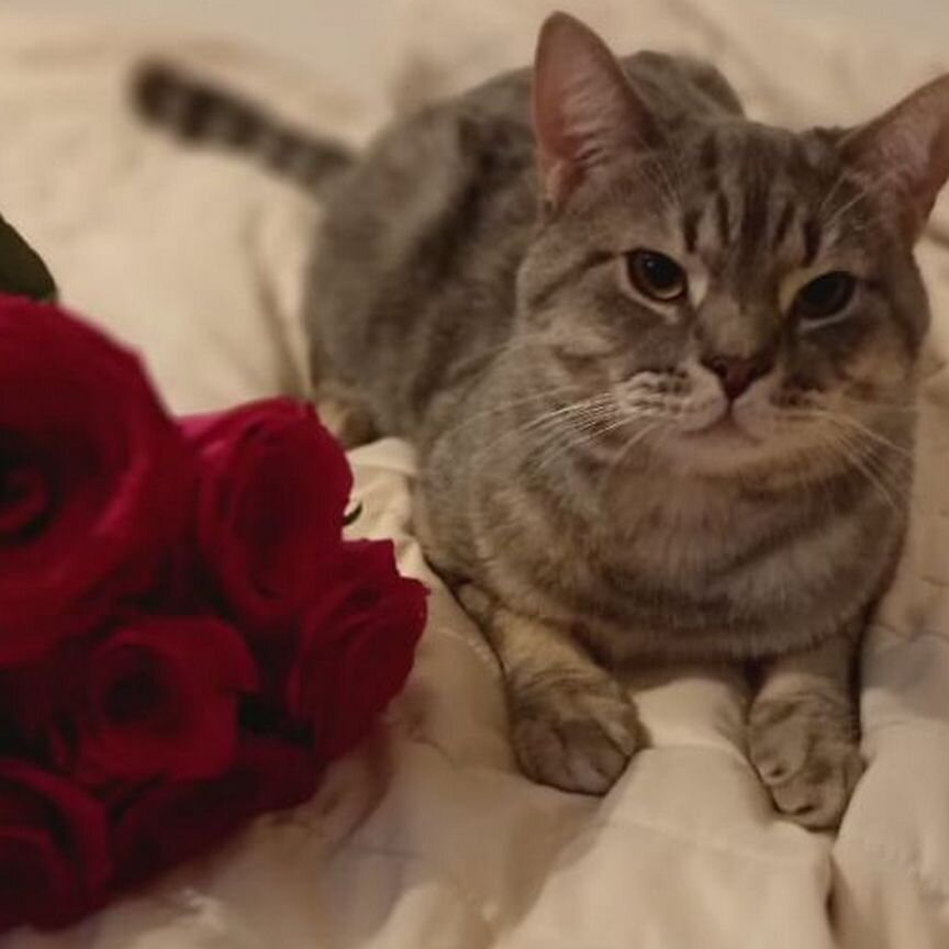 Отдам в добрые руки