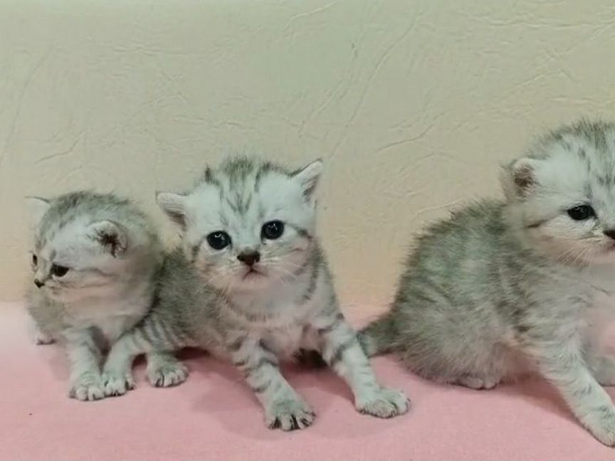Шотландская котята шотландские мимимишки