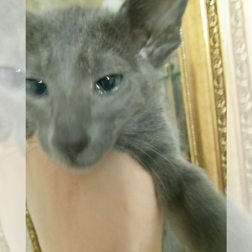 Ориентальный котёнок