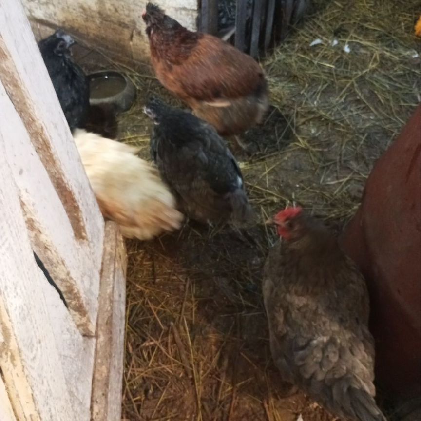 Курицы несушки домашние