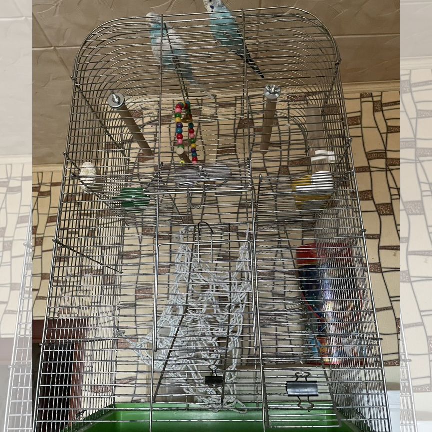 Волнистые попугаи