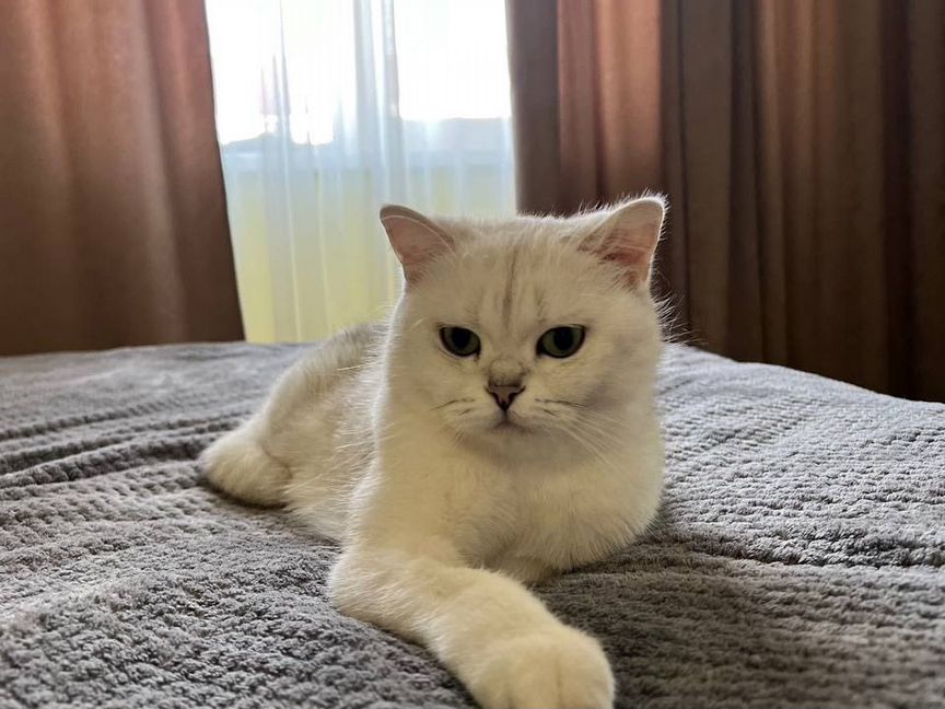 Британская кошка