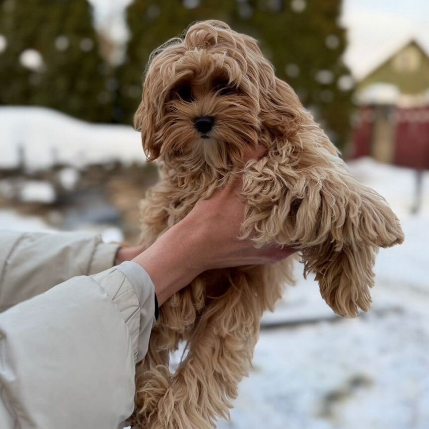 Мальтипу, щенок