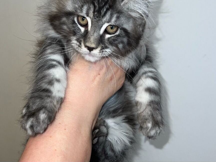 Котята мейн-кун