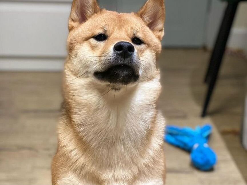 Собака в добрые руки