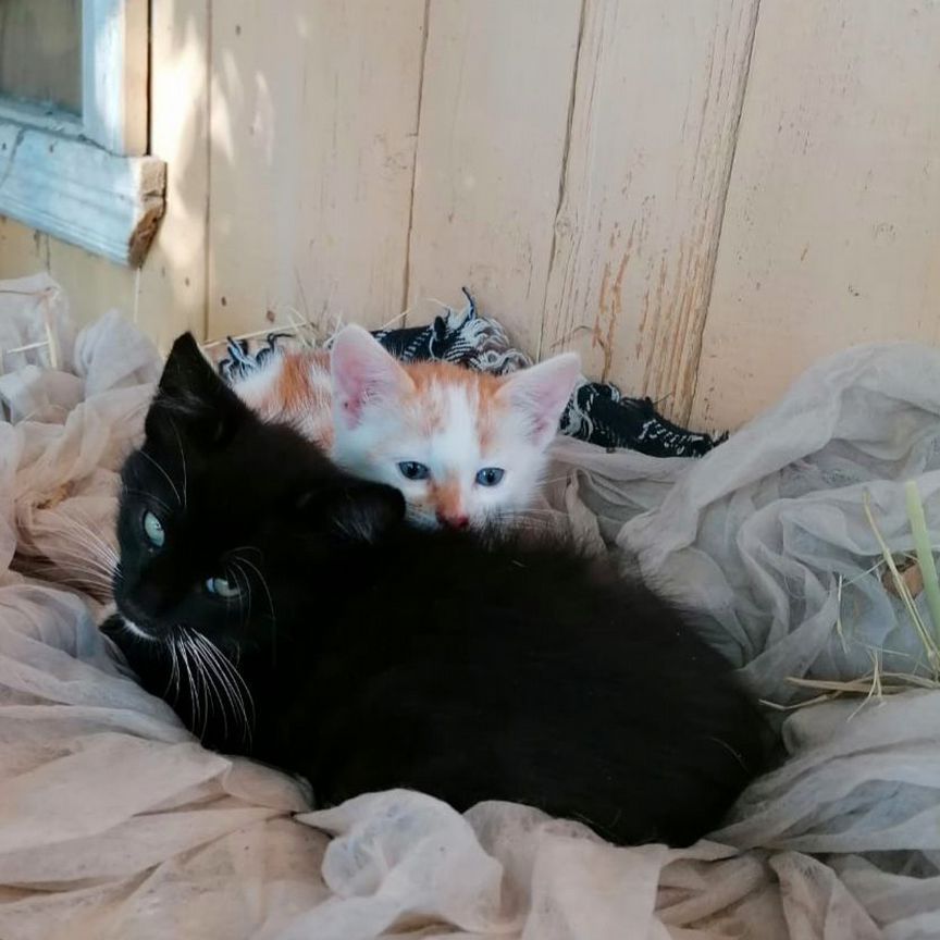 Милые котята
