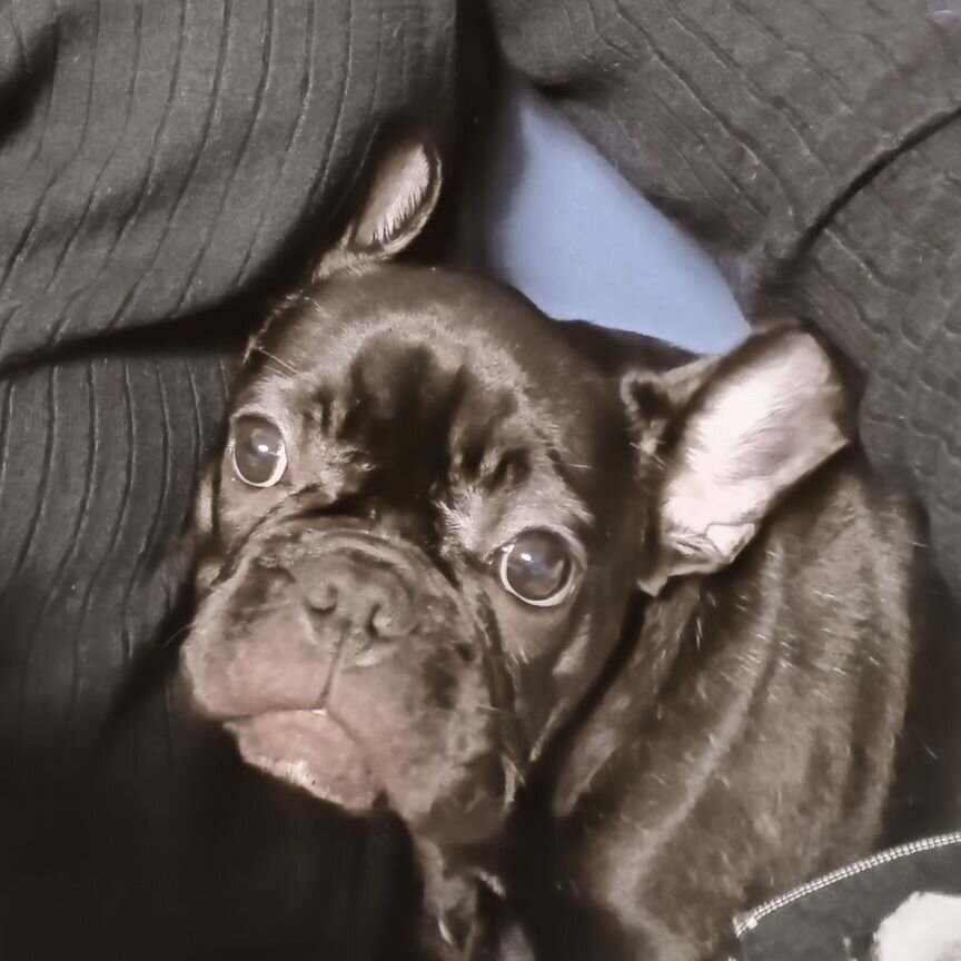 Французский бульдог, щенок