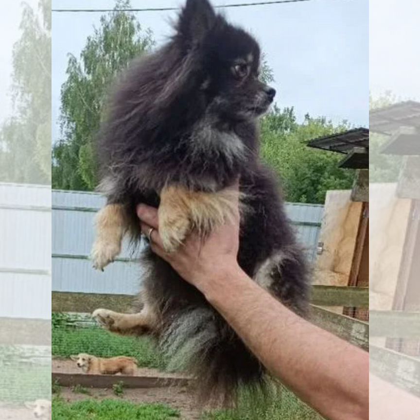 Шпиц девочка