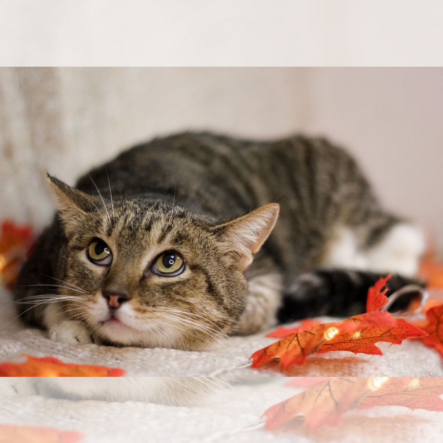 Взрослая кошка в добрые руки