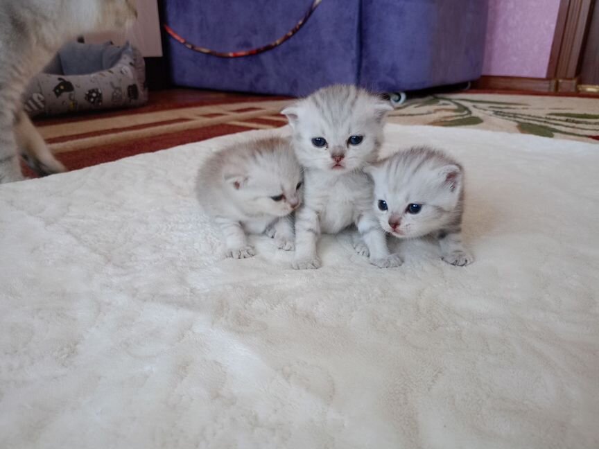 Котята шотландской шиншиллы