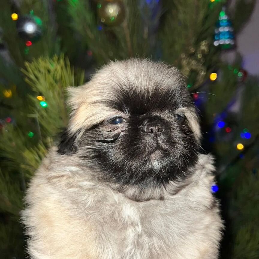 Щенки пекинеса