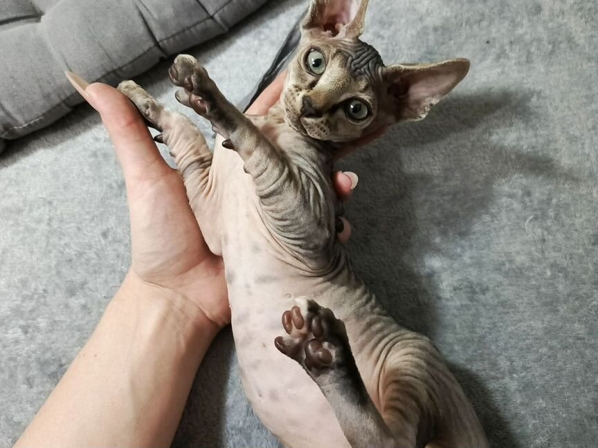 Канадский сфинкс котята
