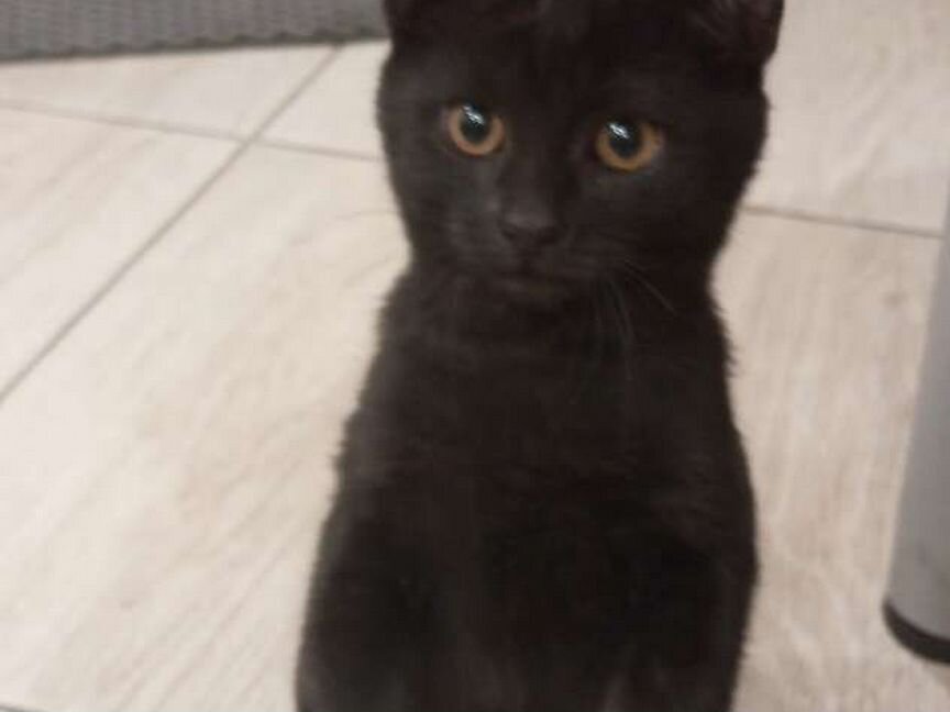 Кот