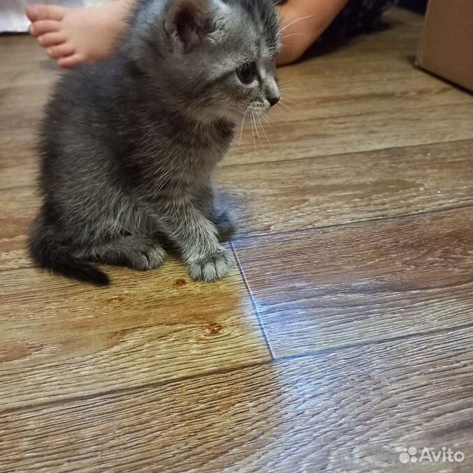 Котёнок девочка Катя,туалету приучена кушает всё