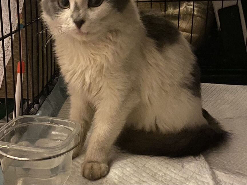 Оставили в холод. Пушистая котенок девочка