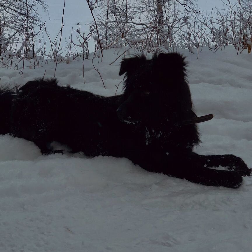 Лайка, взрослый пёс