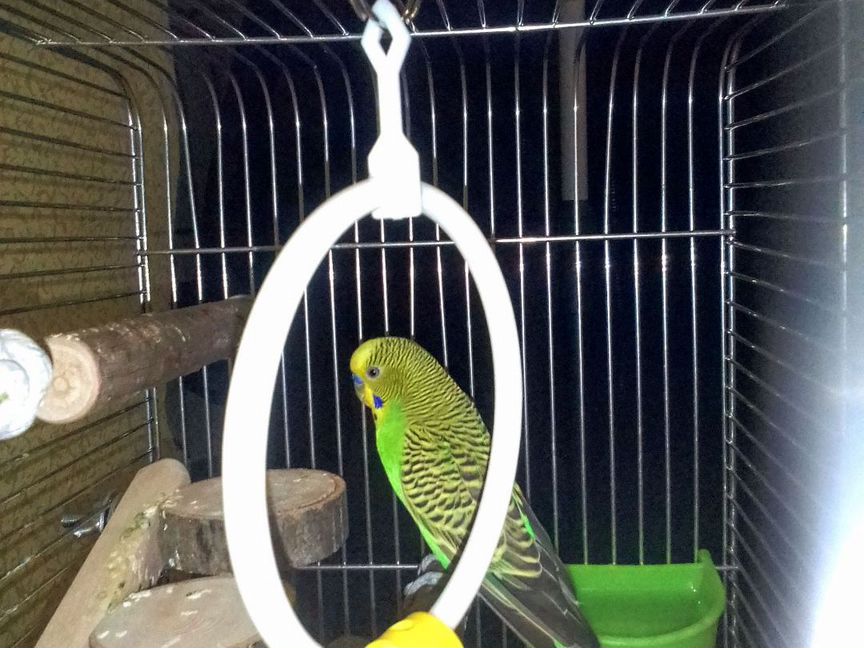 Волнистый попугай мальчик с клеткой и приданым