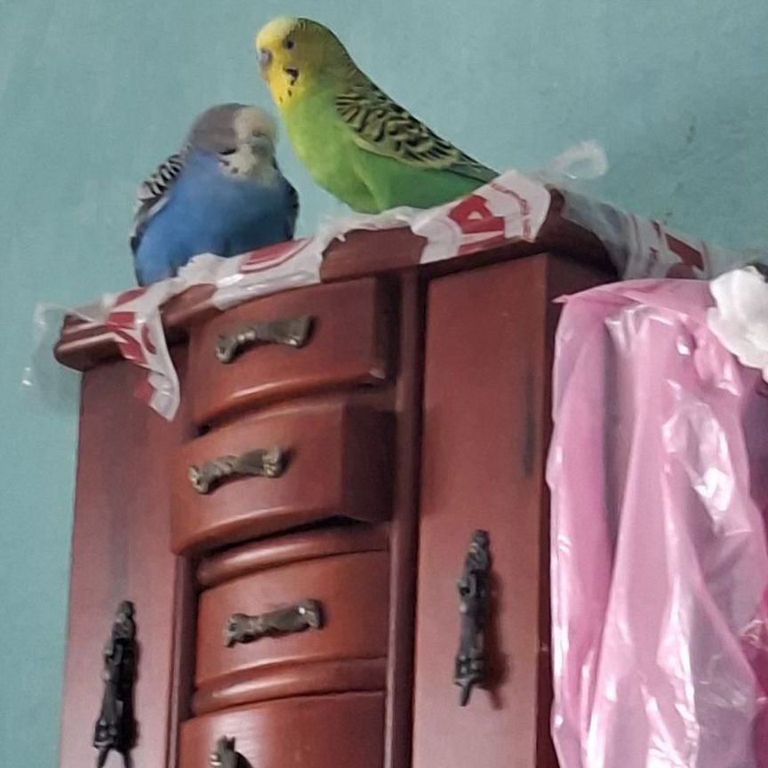 Волнистый попугай с клеткой москва
