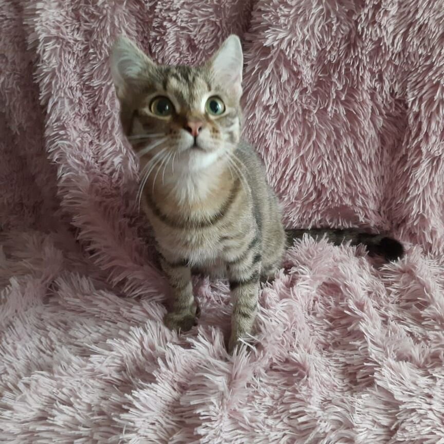 Прелестный полосатик