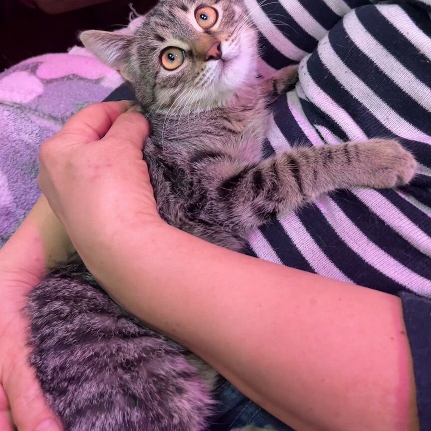 Котенок Яша в добрые руки ищет дом мальчик