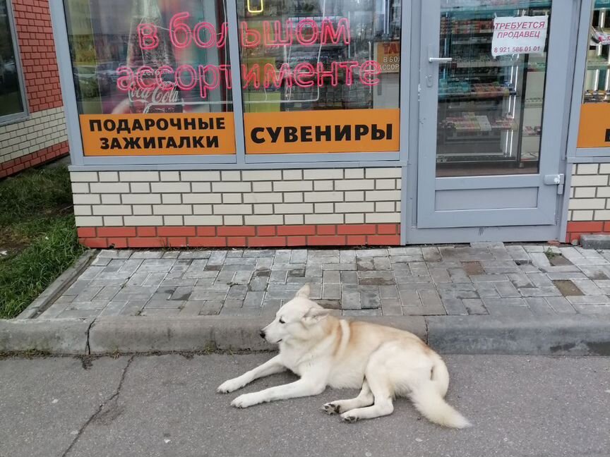 Собака, некуда идти