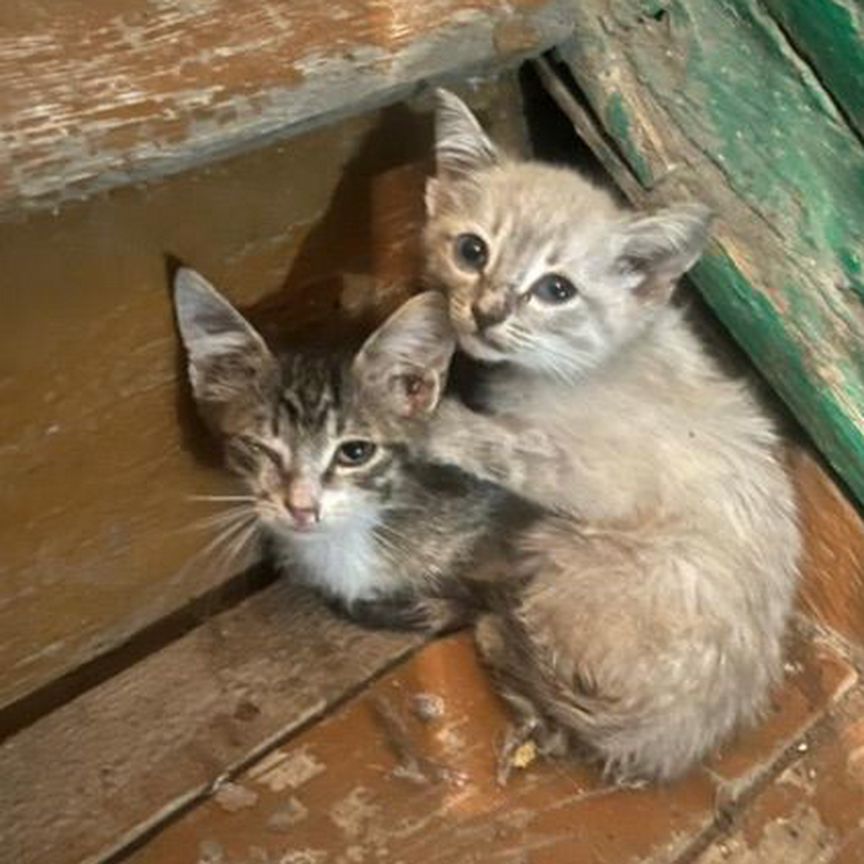 Маленький котенок бесплатно
